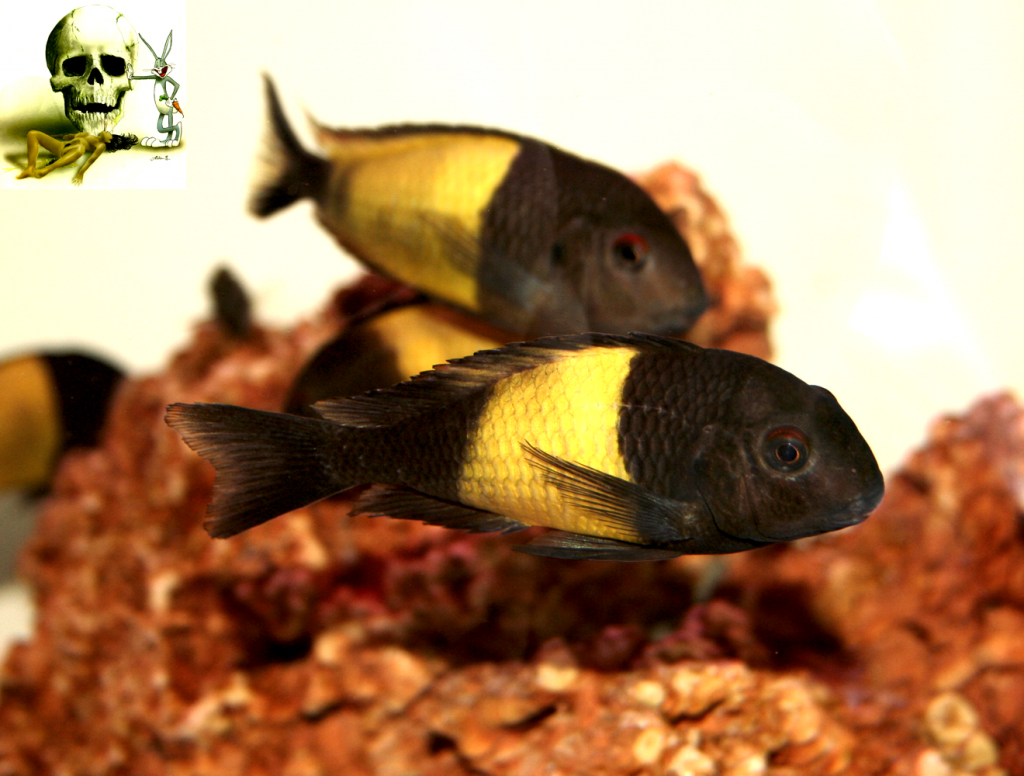 Cichlids – piroman.rs